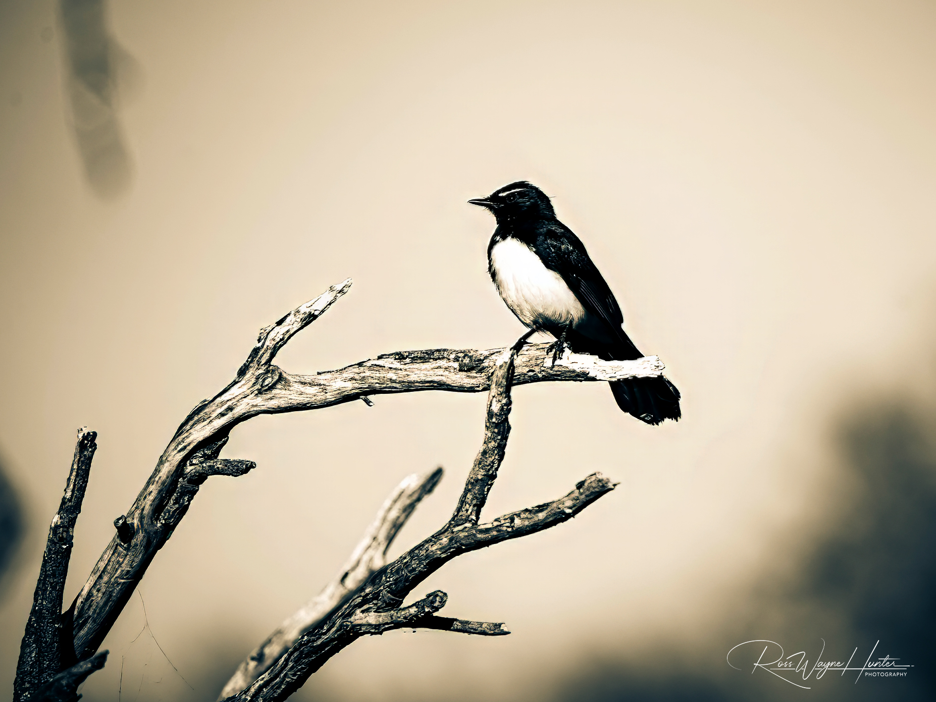 What Ross loves to do – Ross Wayne Hunter – photographer